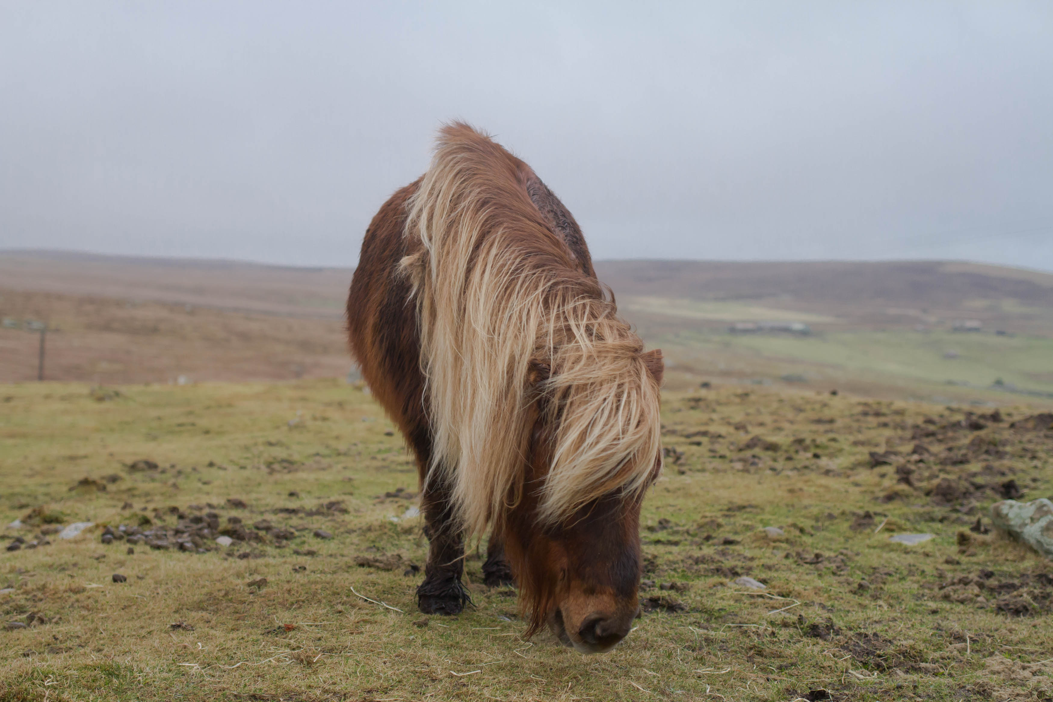 A trip to Shetland in winter - Full Stop Next Chapter