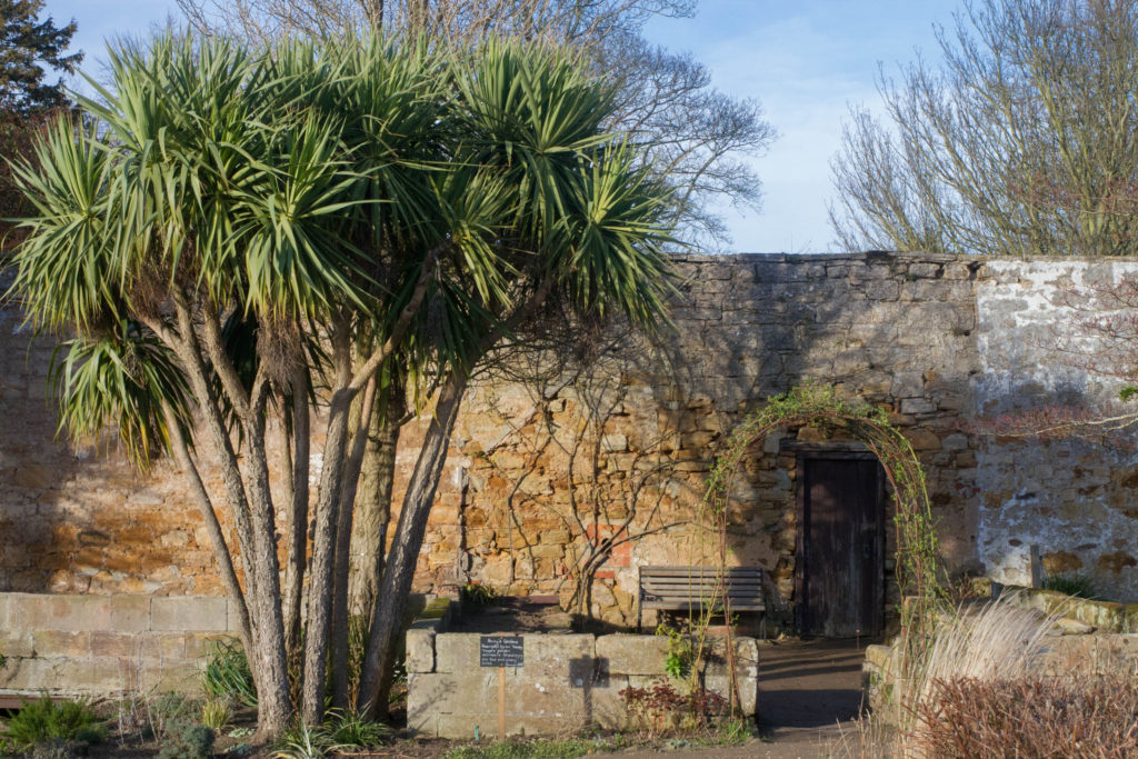 A visit to Cambo Estate snowdrops - Full Stop Next Chapter