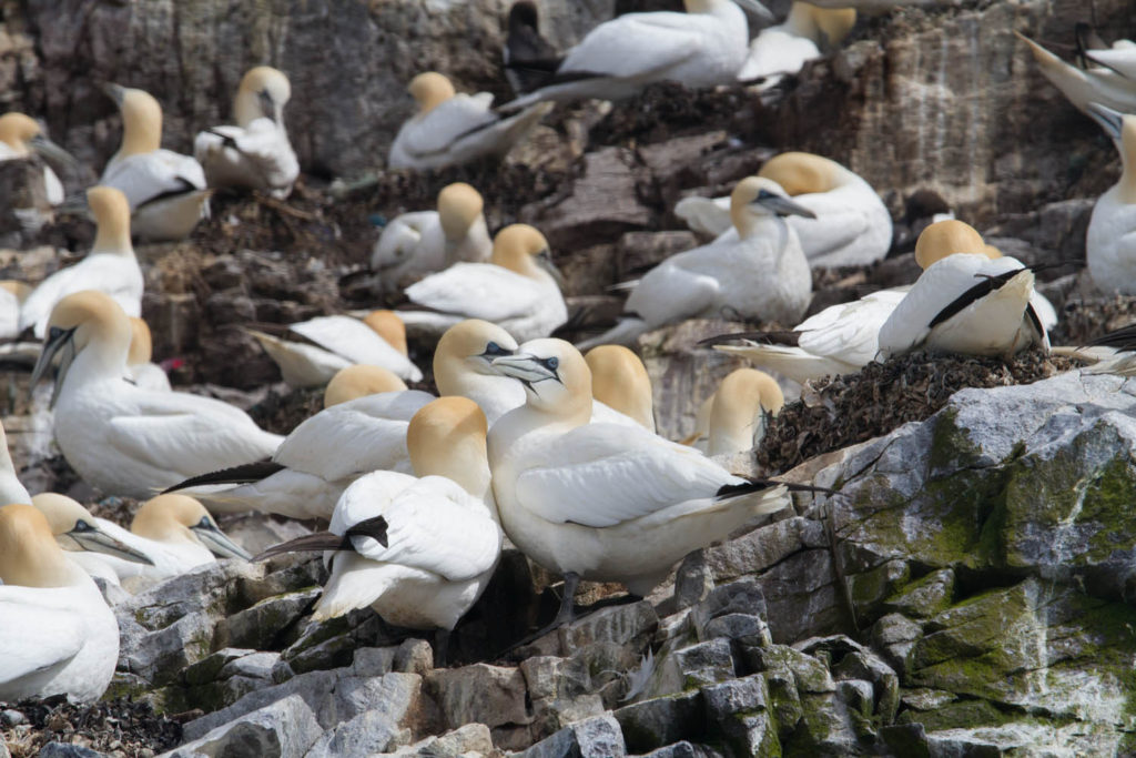 Wildlife hotspots in Scotland - Full Stop Next Chapter